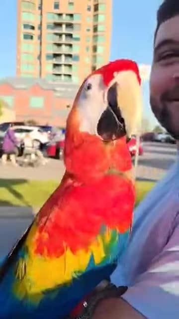 My Scarlett Macow Bhszbt Dcso