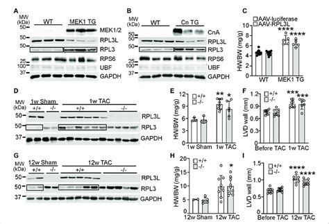 RPL3 And RPL3L Paralog Switching Occurs During Active Hypertrophy But Download Scientific