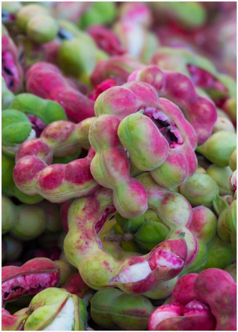 Manila Tamarind Camachile Pithecellobium Dulce Sow Exotic