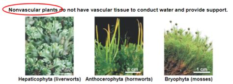 Bio 182 3 1 Plant Diversity Flashcards Quizlet