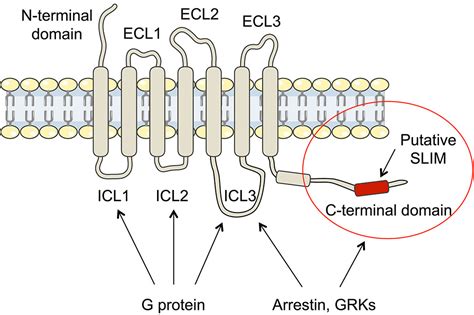 The C Terminal Domains Of Gpcr Are Disordered With Transient Secondary Structures