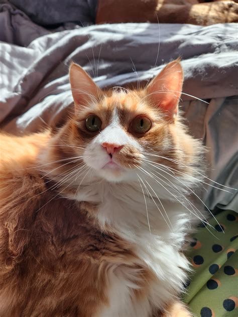 Tiny Head Meet Big Fireworks Rwhiskerfireworks