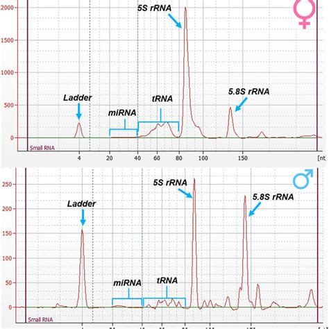 Two Representative Electropherograms One Belonging To The Rna