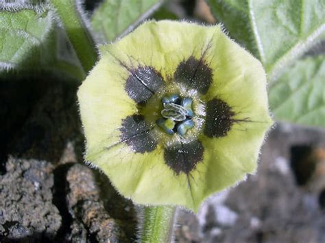Физалис: отглеждане от семена, засаждане и грижи на открито, снимка