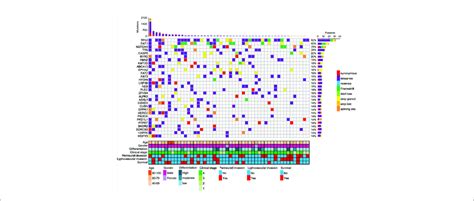 Distribution Of The 20 Most Frequently Mutated Genes In The Oscc