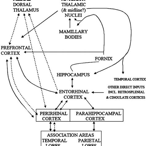 Pdf Functional Neuroanatomy Of Remote Episodic Semantic And Spatial Memory A Unified Account