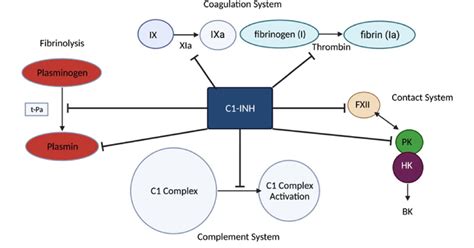 The Normal Functions Of The C1 Esterase Inhibitor Protein C1 Inh