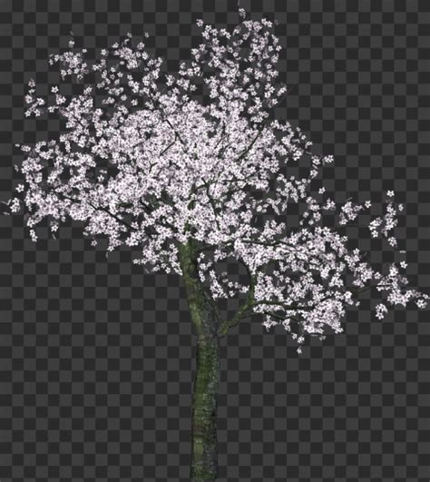 Tree Render Tree Plan Png Tree Photoshop Tree Psd Tree Pxpng