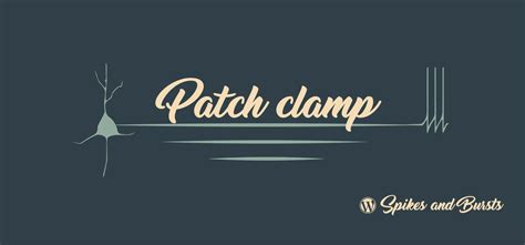 Patch Clamp Data Analysis In Clampfit Export The Traces Spikes And Bursts