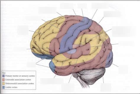 Association Cortex Diagram Quizlet