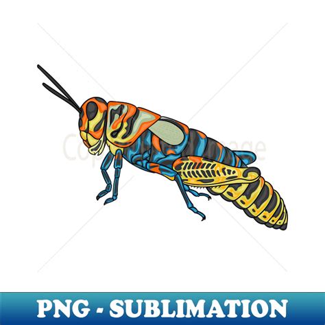 Barber Pole Grasshopper Cartoon Illustration Exclusive Png Inspire
