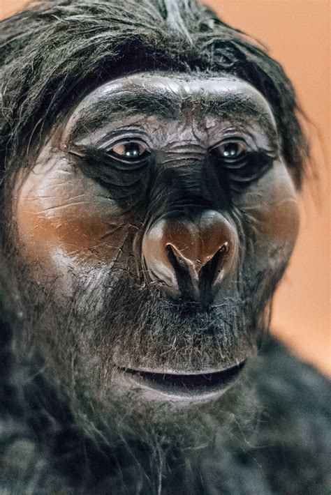 Close Up Of Paranthropus Boisei Model In A Museum Ivan Radic Flickr