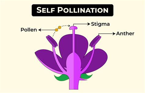 Types Of Pollination Geeksforgeeks
