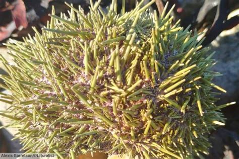 Echinoderms Examples Types Of Echinoderms From Around The World