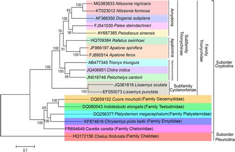 Maximum Likelihood Phylogenetic Tree Based On The Concatenated