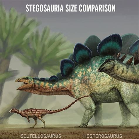 Stegosauria Size Comparison With Scutellosaurus Ancestor