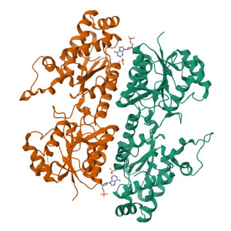 Rcsb Pdb 9dqm Crystal Structure Pyrophosphate Fructose 6 Phosphate 1 Phosphotransferase 1