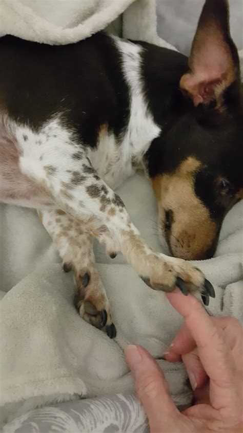 My Gran Says Her Daschund Is A Specific Type Of Daschund Does Anyone