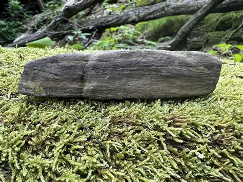 How To Distinguish Metamorphic Rock From Fossilized Wood R Fossilid