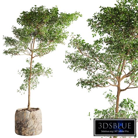 Bucida Buceras Plant In Handmade Planter