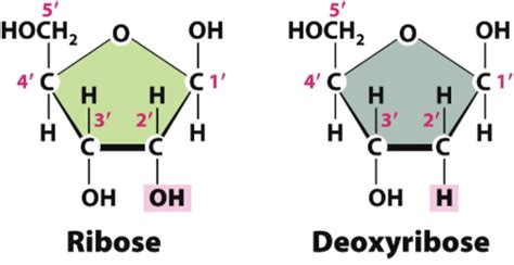 Lecture 9 Dna Rna And Chromatin Structure Flashcards Quizlet
