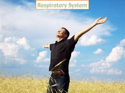 11 Respiratory System PPT