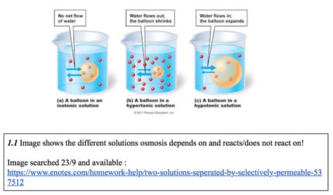 Osmosis Experiment With Potato And Sugar Solution Conclusion At Joseph Milligan Blog