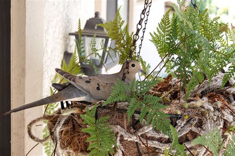 What Should I Do If I Find A Nest Where It Doesnt Belong Audubon