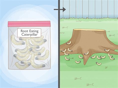 How To Kill A Tree 9 Proven Solutions