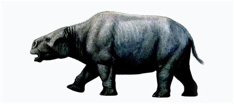 Toxodon Platensis Toxodon Prehistoric Mammal Fossil Skull 19th