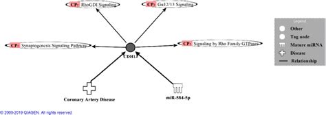 Network Plot Generated From Ingenuity Pathway Analysis Software Ipa Download Scientific