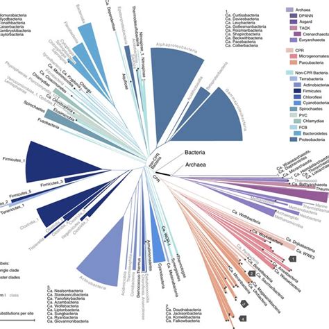 A New View Of The Bacterial And Archaeal Tree Of Life The Tree Download Scientific Diagram