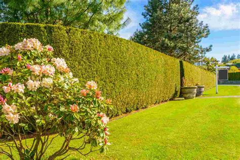 Cedar Hedge Prices Pruning Maintenance Quotes