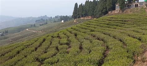 Video Rajendra Uprety Phd On Linkedin Nepal Orthodox Tea