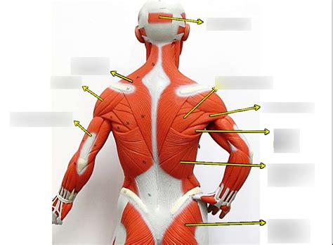 Bio 210 Practical 2 Review Muscles Diagram Quizlet
