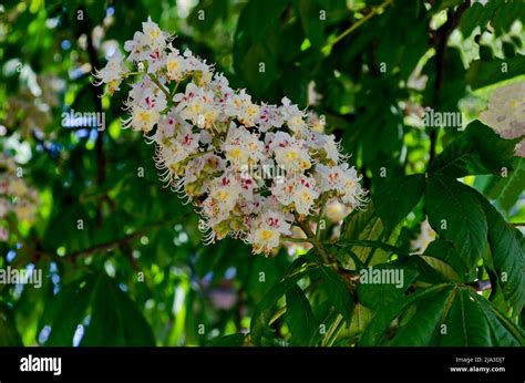 Weiße Rosskastanie Aesculus Hippocastanum Oder Conker Baum Mit Blume
