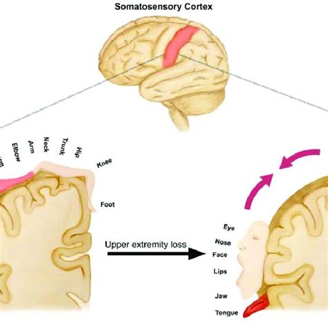 Schematic Illustration Of Cortical Reorganization Following Amputation Download Scientific