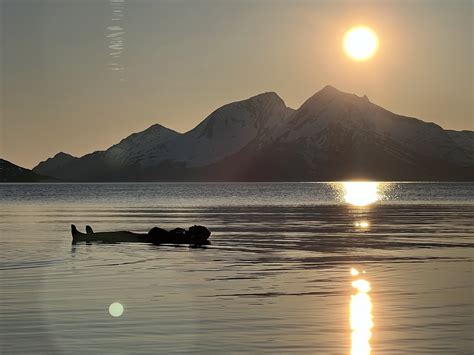 Explore Authentic North for unforgettable Arctic adventures in Tromsø ...
