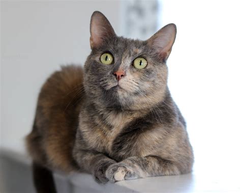 Spotting The Difference Between Calico And Tortie Cats Airtasker Au