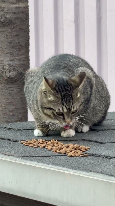 경계심 많은 길냥이😻 Youtube