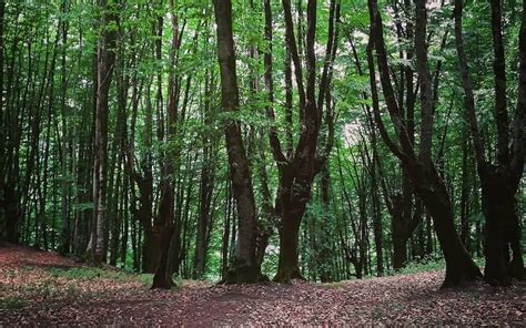 جنگل تاریک لاهیجان مکانی افسانه‌ای در بین مردم دوجینجا