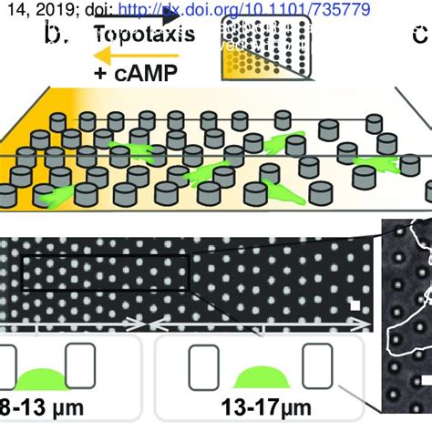 The Experimental Assay A Cells Are Seeded On A Pdms Micropillar Array Download Scientific