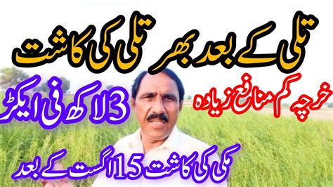 تلی کے بعد تلی کاشت کریں کم خرچ منافع زیادہ مکی 15اگست سے پہلے کاشت نہ کریں ورنہ نقصان پہنچے گا