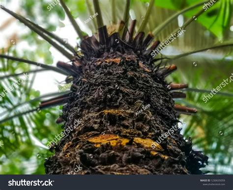 Spiky Palm Tree