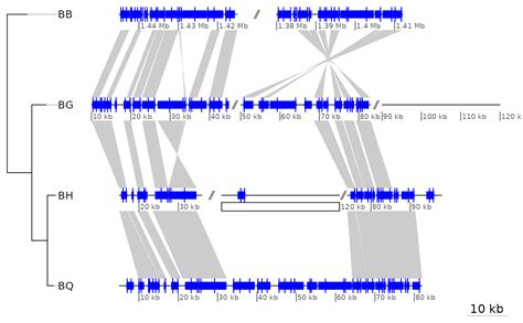 Plot Gene And Genome Maps — Plotgenemap • Genoplotr
