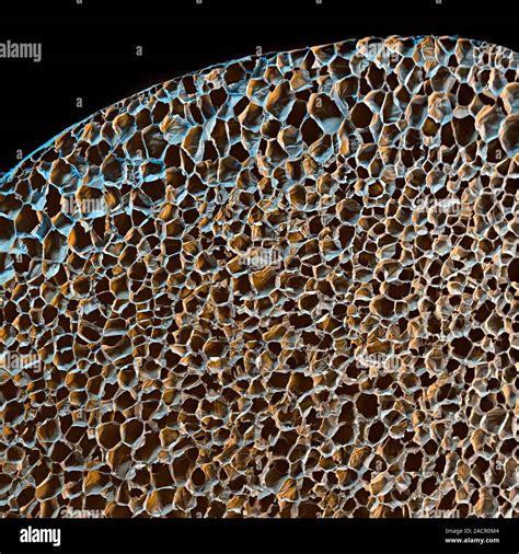 Polystyrene Foam Coloured Scanning Electron Micrograph Sem Of A Section Through A Block Of