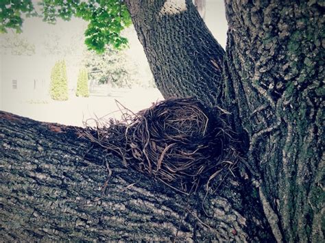 Premium Photo Close Up Of Bird Nest On Tree