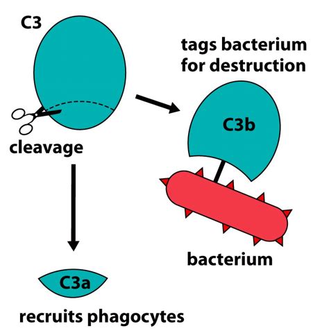 Unit Pt Innate Immunity Complement Flashcards Quizlet