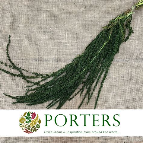 Amaranthus Trailing Coloured Various Options Porters Foliage Ltd