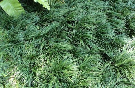 Dwarf Grasses For Landscaping